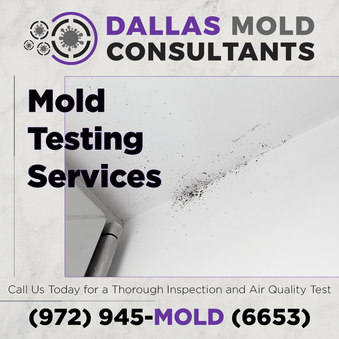 Steps of Professional Mold Testing | Dallas Mold Consultants
